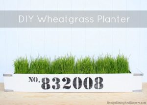 DIY Wheatgrass Planter - Taryn Whiteaker Designs