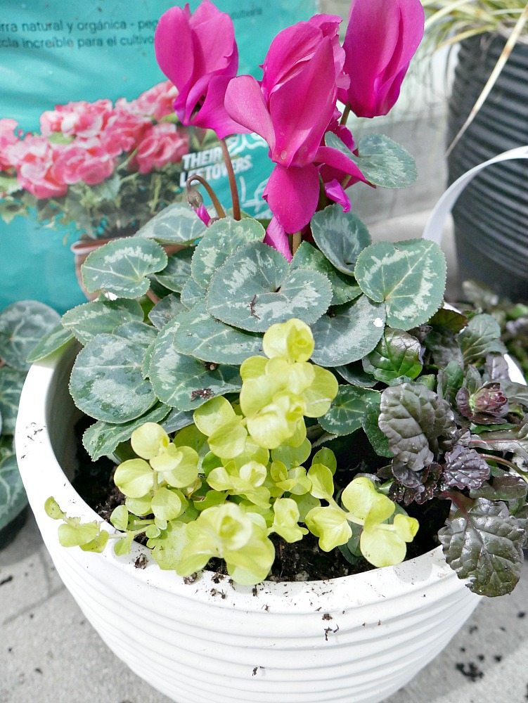 Front Porch Planter Ideas - Get Your Porch Ready For Spring