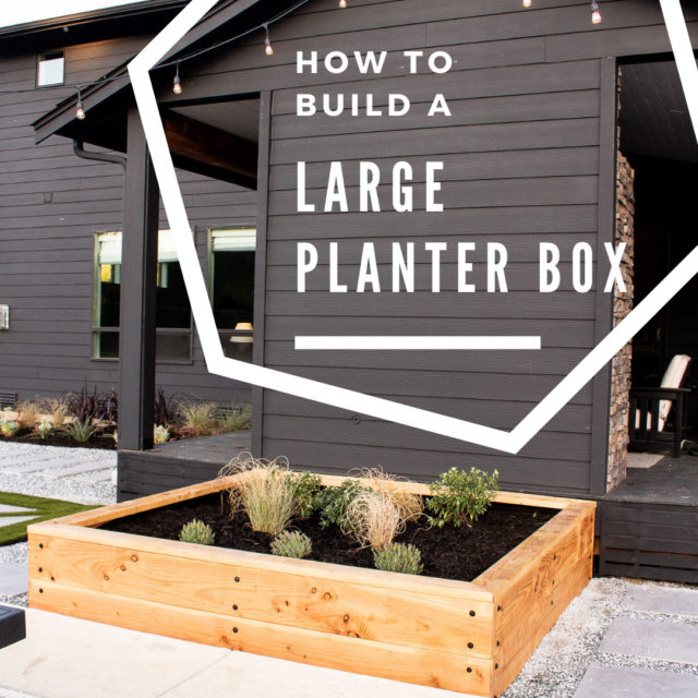 DIY Wheatgrass Planter - Taryn Whiteaker Designs